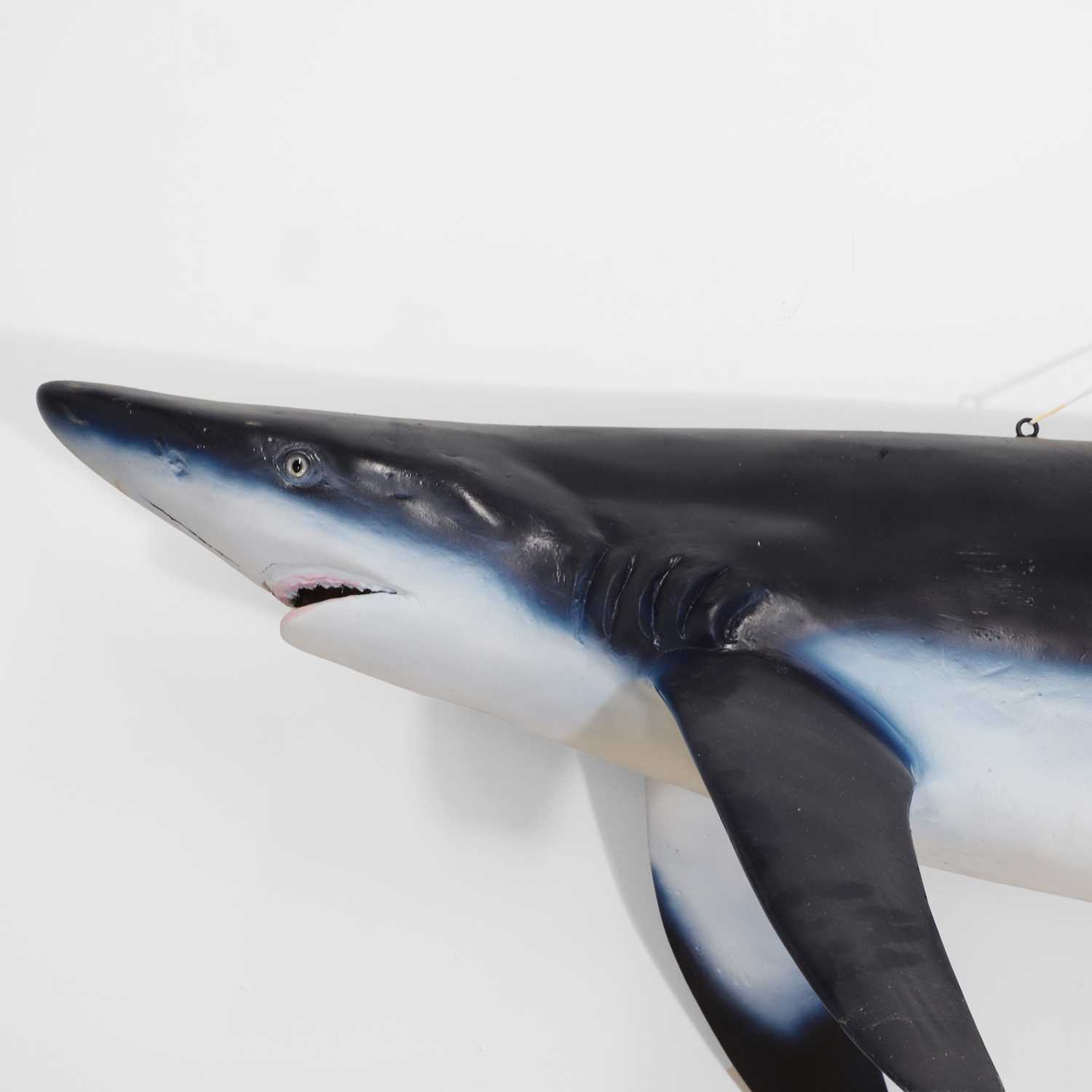 Lot 325 - Taxidermy: a blue shark fishing trophy,