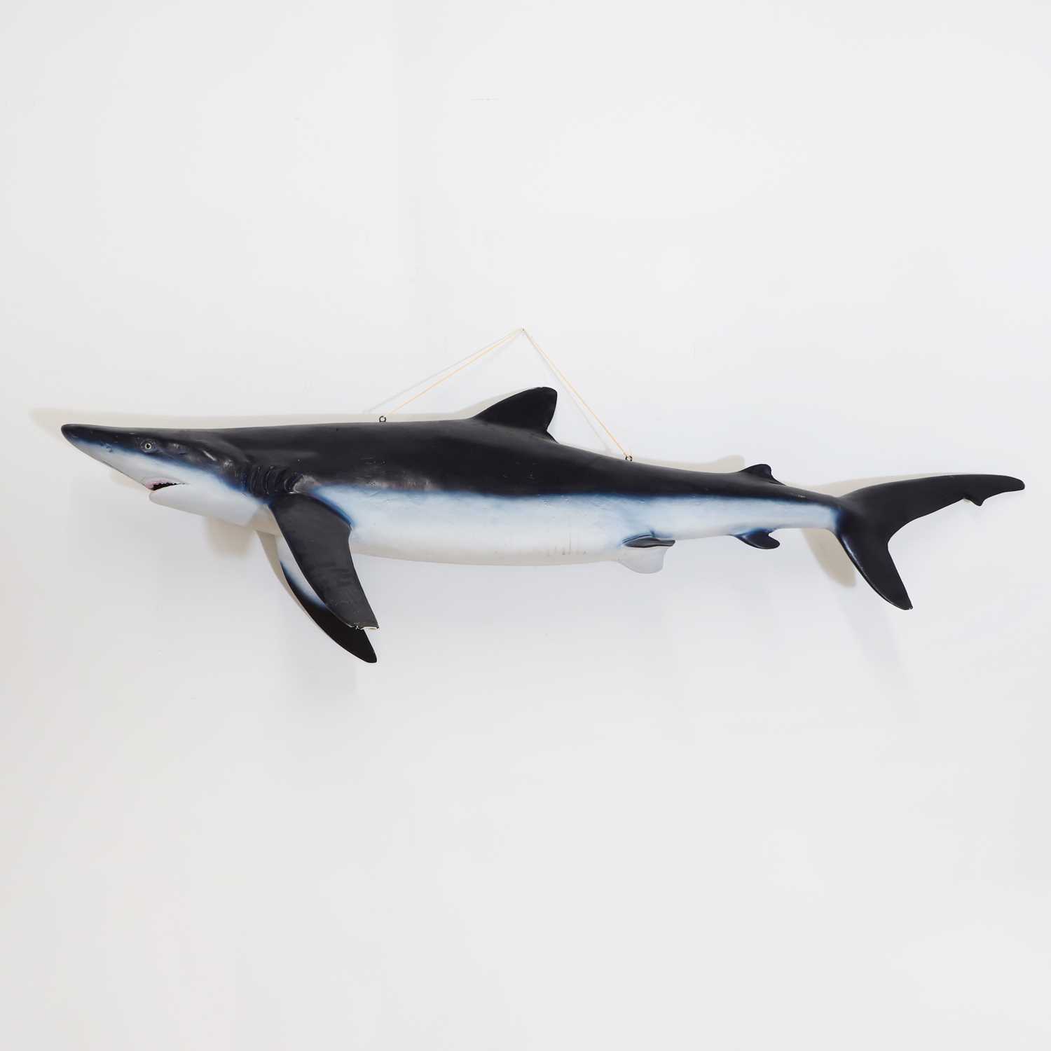Lot 325 - Taxidermy: a blue shark fishing trophy,