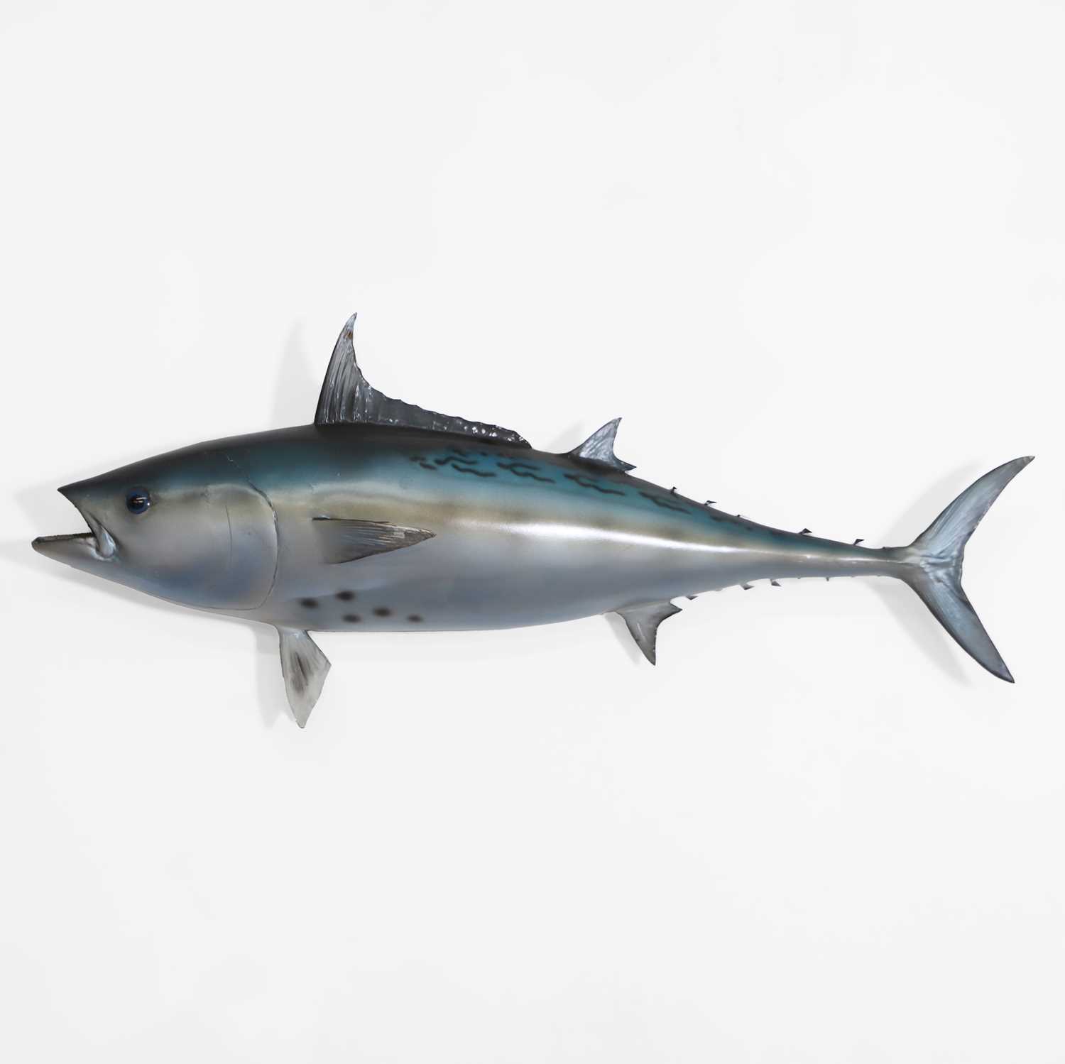 Lot 329 - Taxidermy: a bluefin tuna fishing trophy,