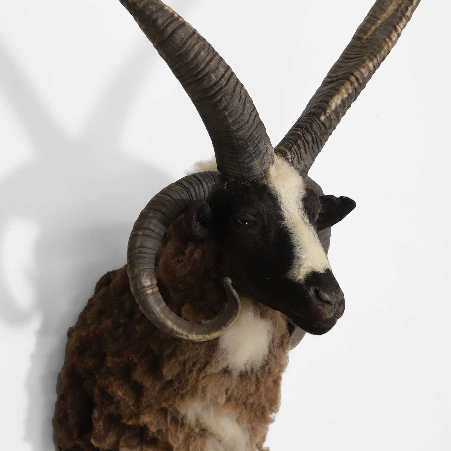 Lot 22 - Taxidermy: a Jacob's ram head mount,