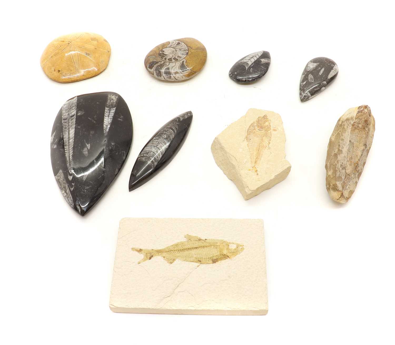 Lot 230 - A collection of fossils