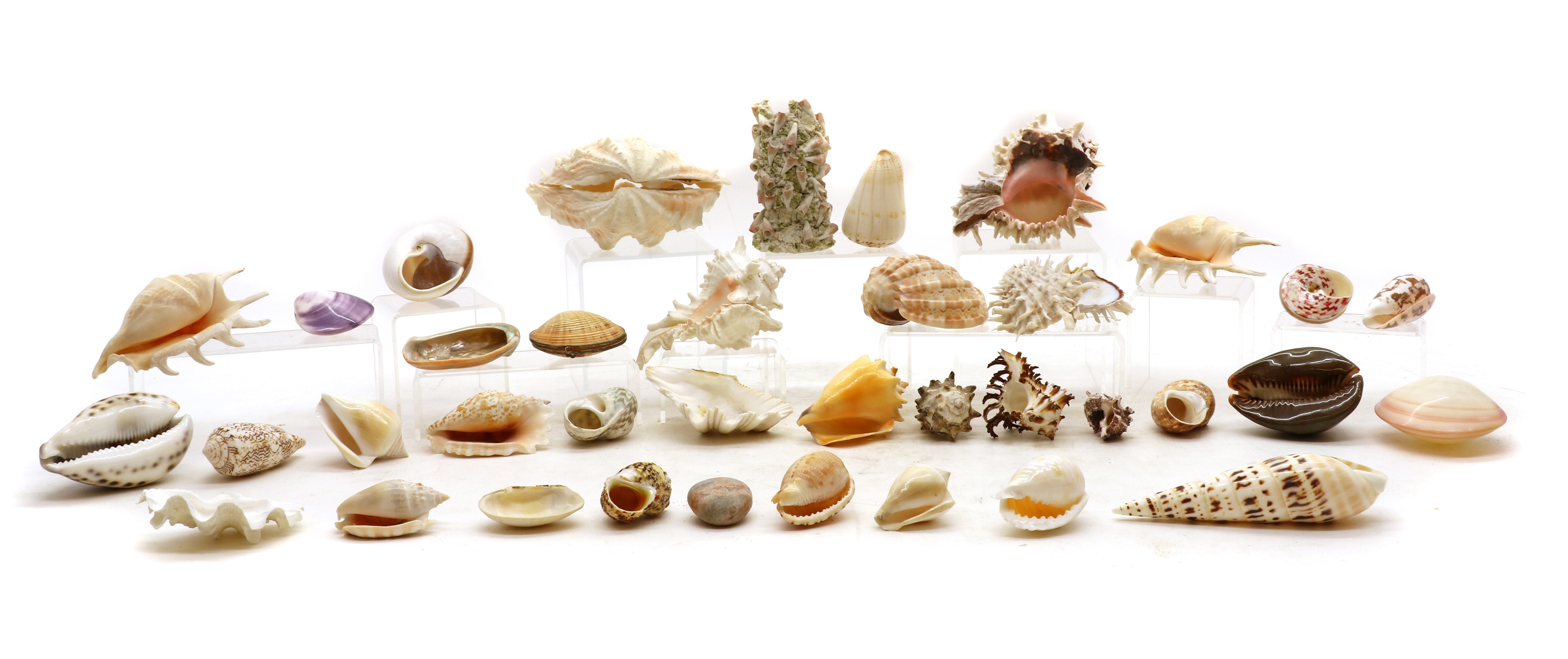 Lot 378 - A large collection of seashells