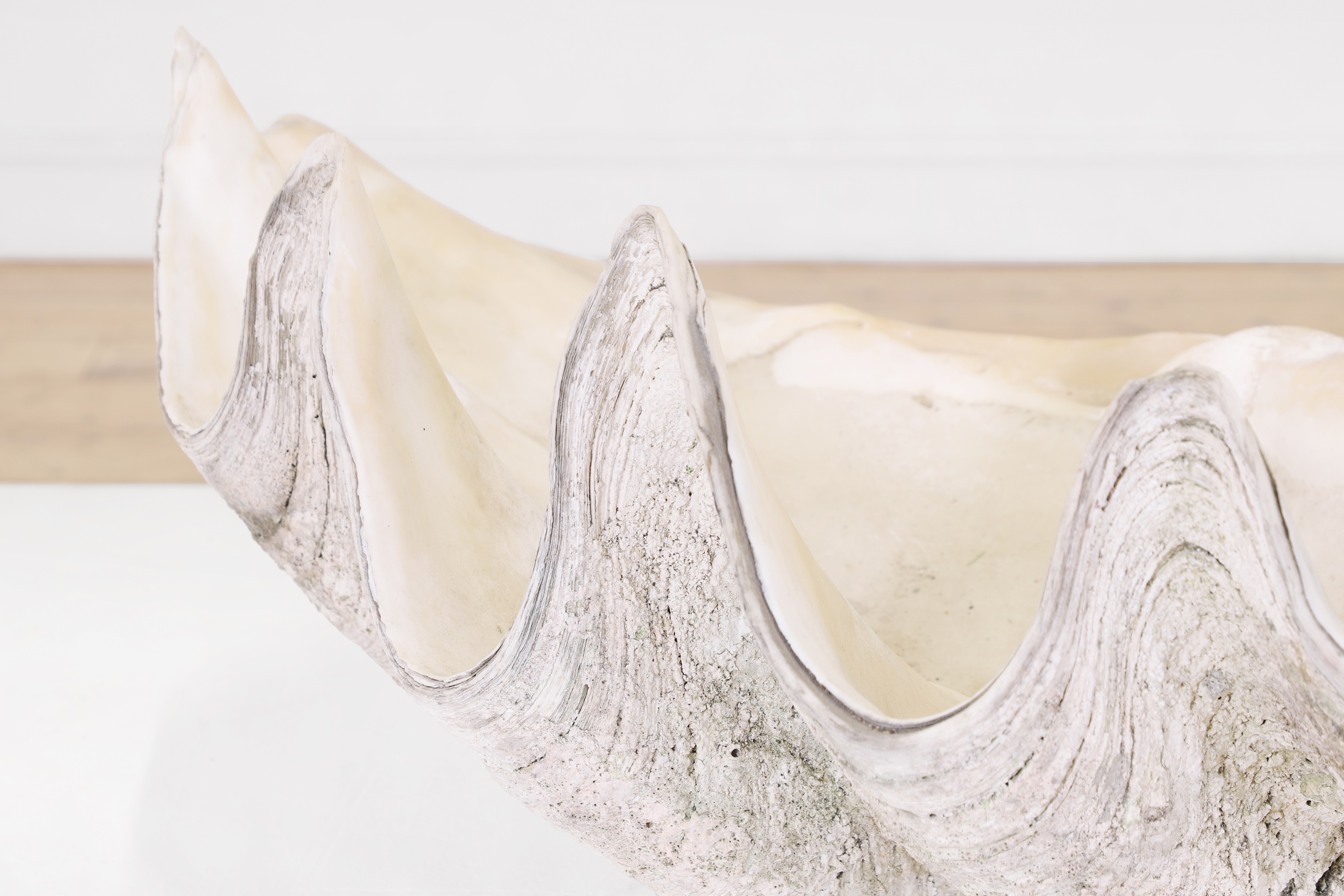 Lot 458 A pair of giant clam shells Tridacna gigas