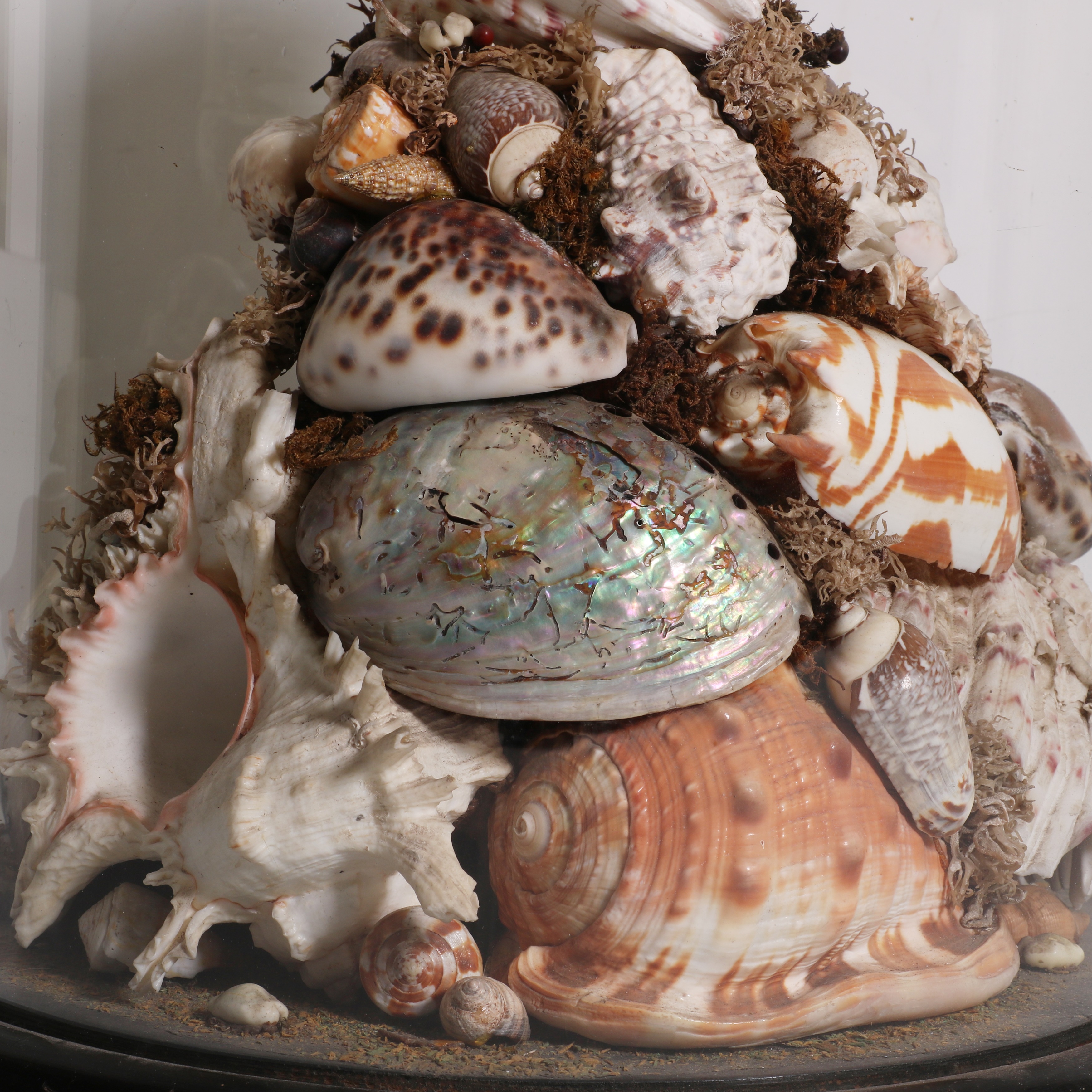 Lot 221 - A collection of seashells,