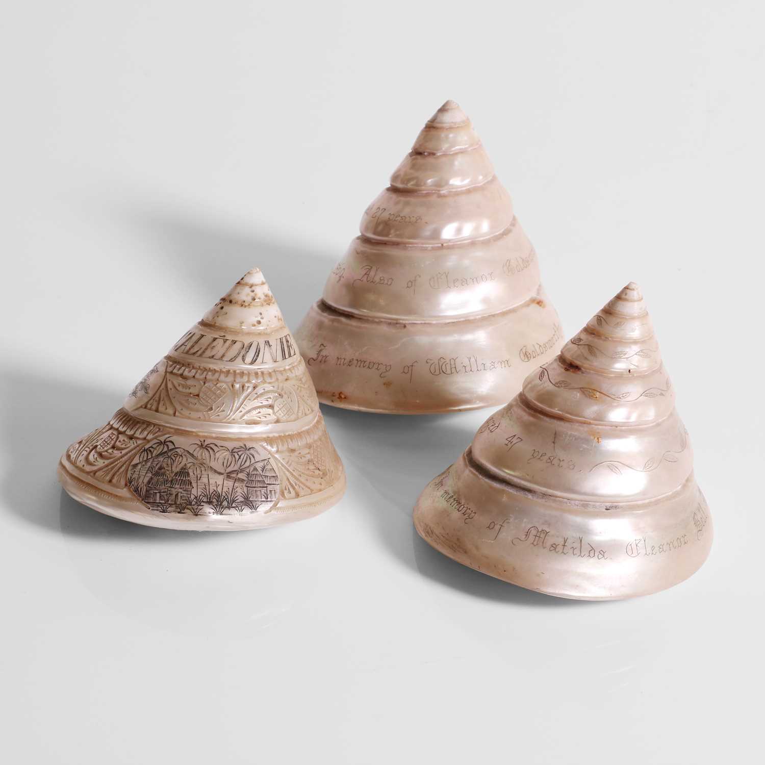 Lot 218 - A group of three troca (Trochidae) shells,