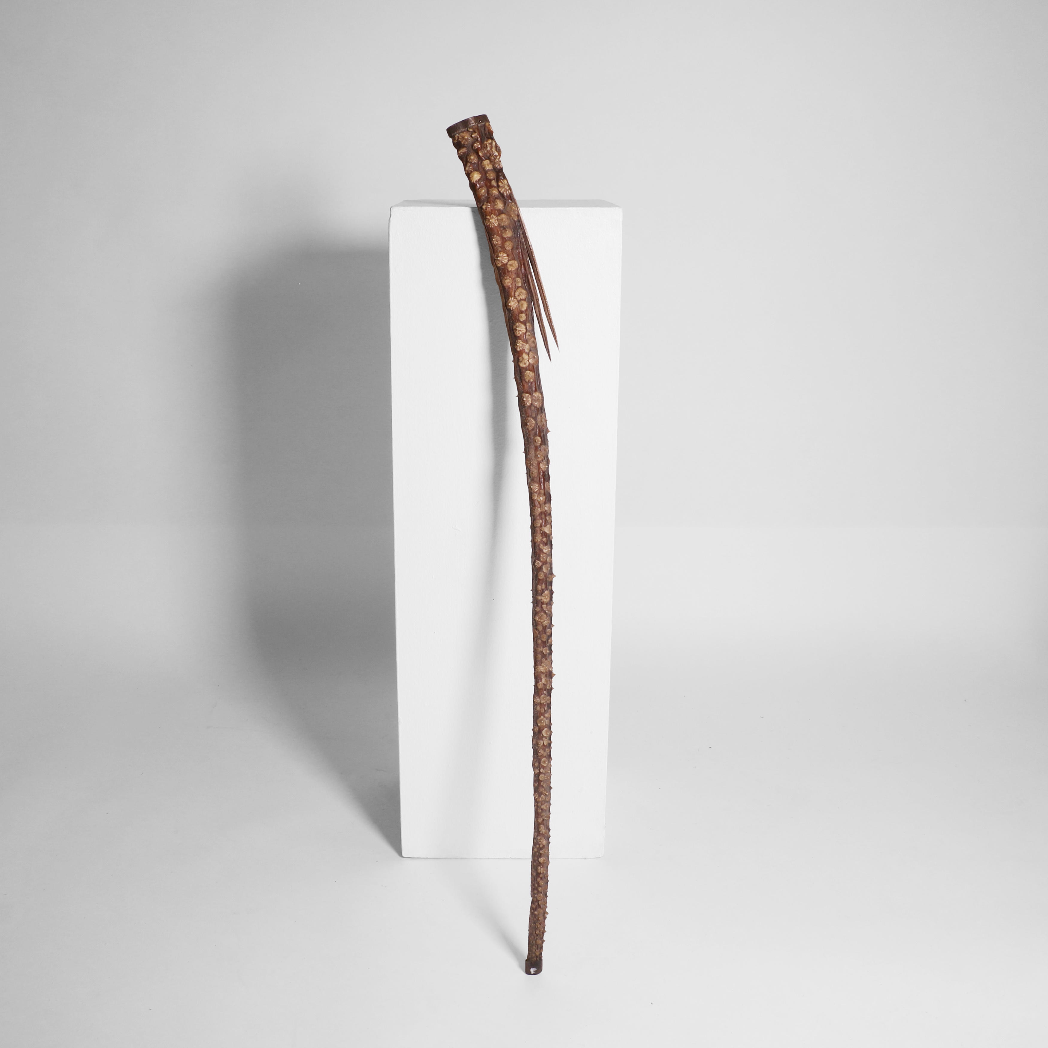 Lot 226 - A silver-mounted manta ray tail,