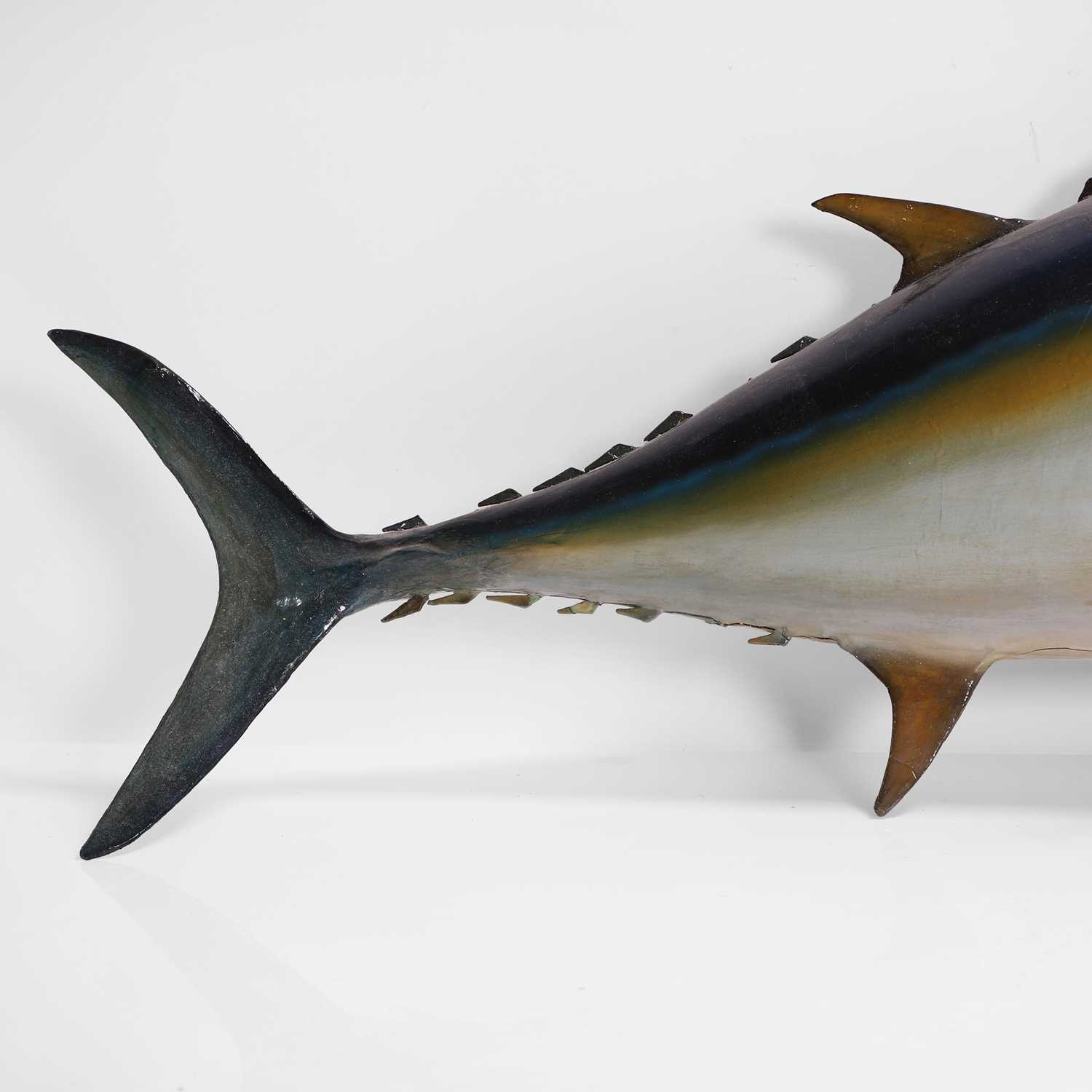Lot 520 - A taxidermy yellowfin tuna (Thunnus