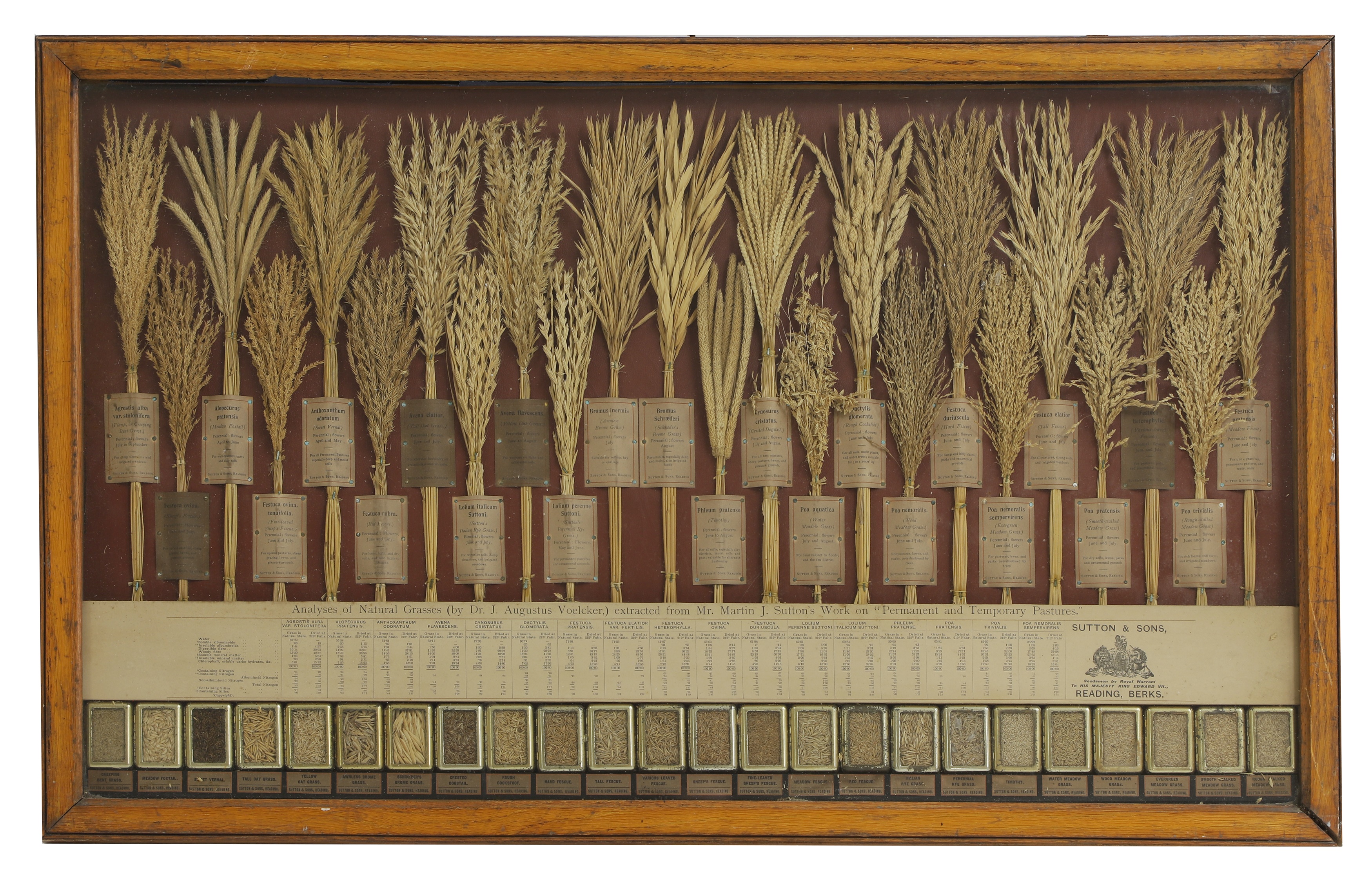 Lot 503 - A specimen grasses and seeds display,
