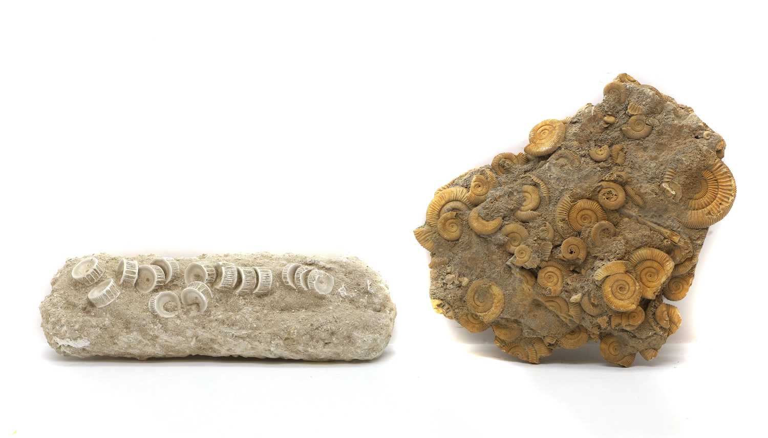 Lot 633 - Fossils - Otodus shark vertebrae and