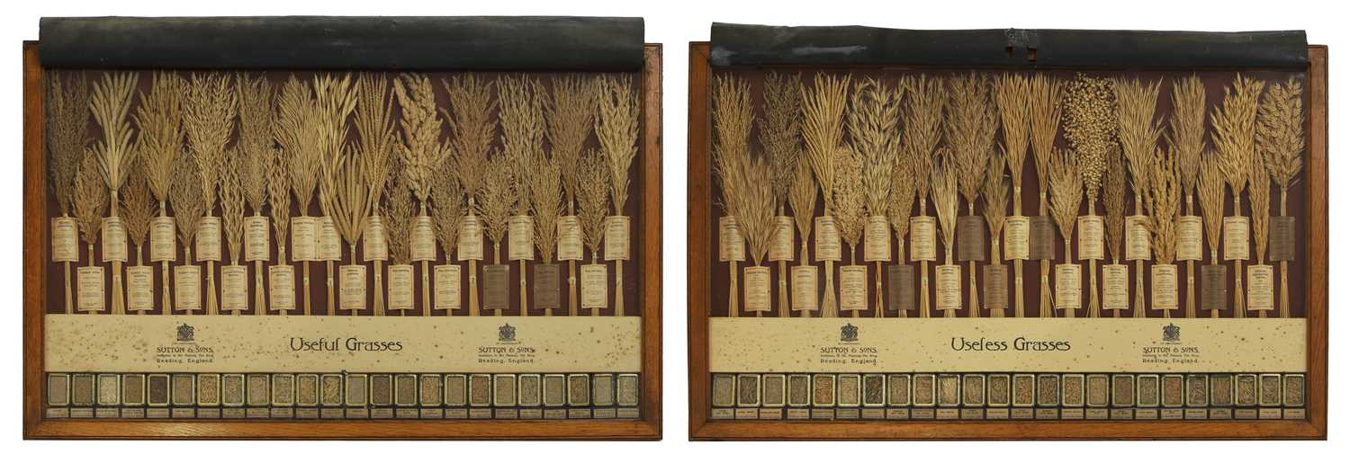Lot 167 - A pair of specimen grasses and seeds