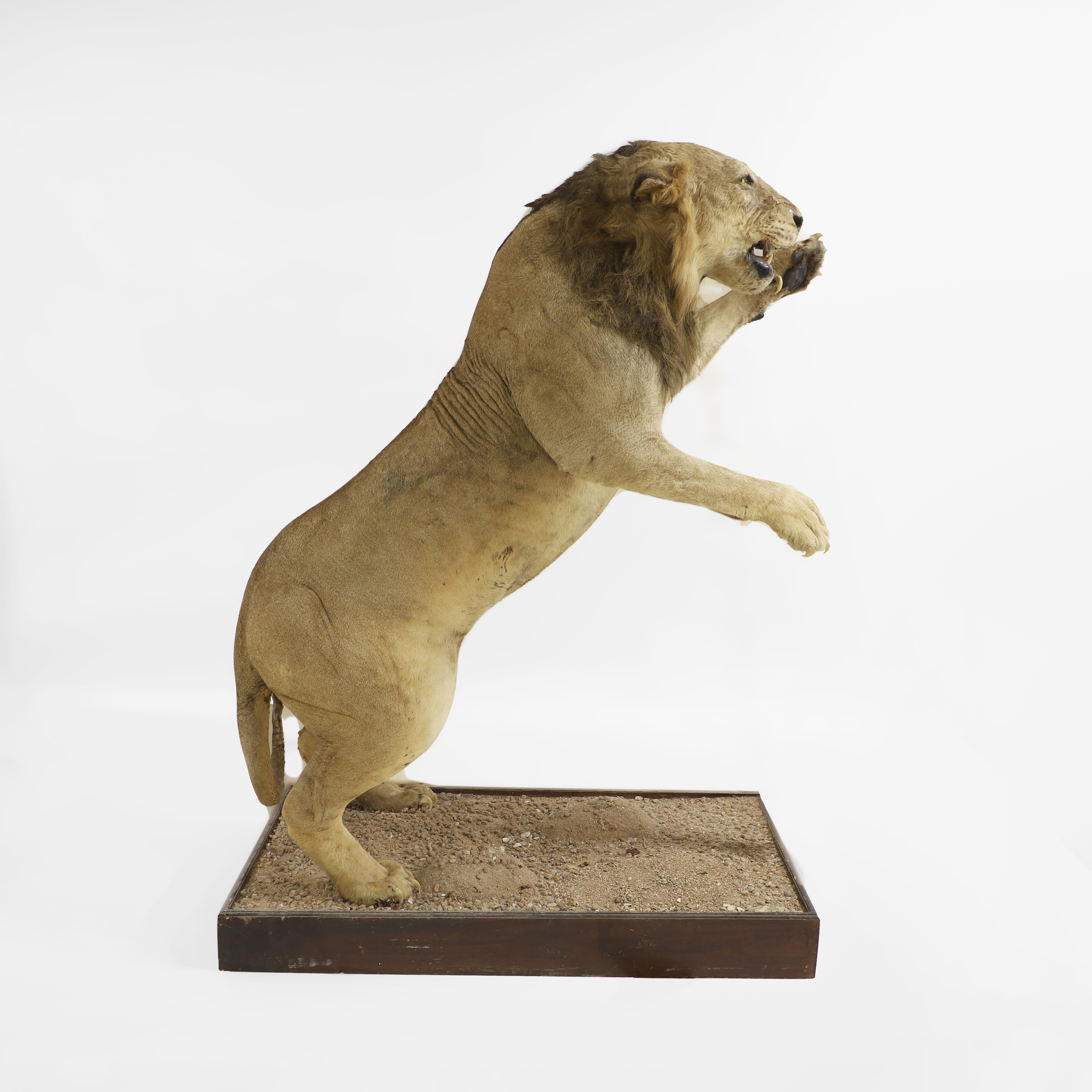 Taxidermy: A full mount of a standing lion,