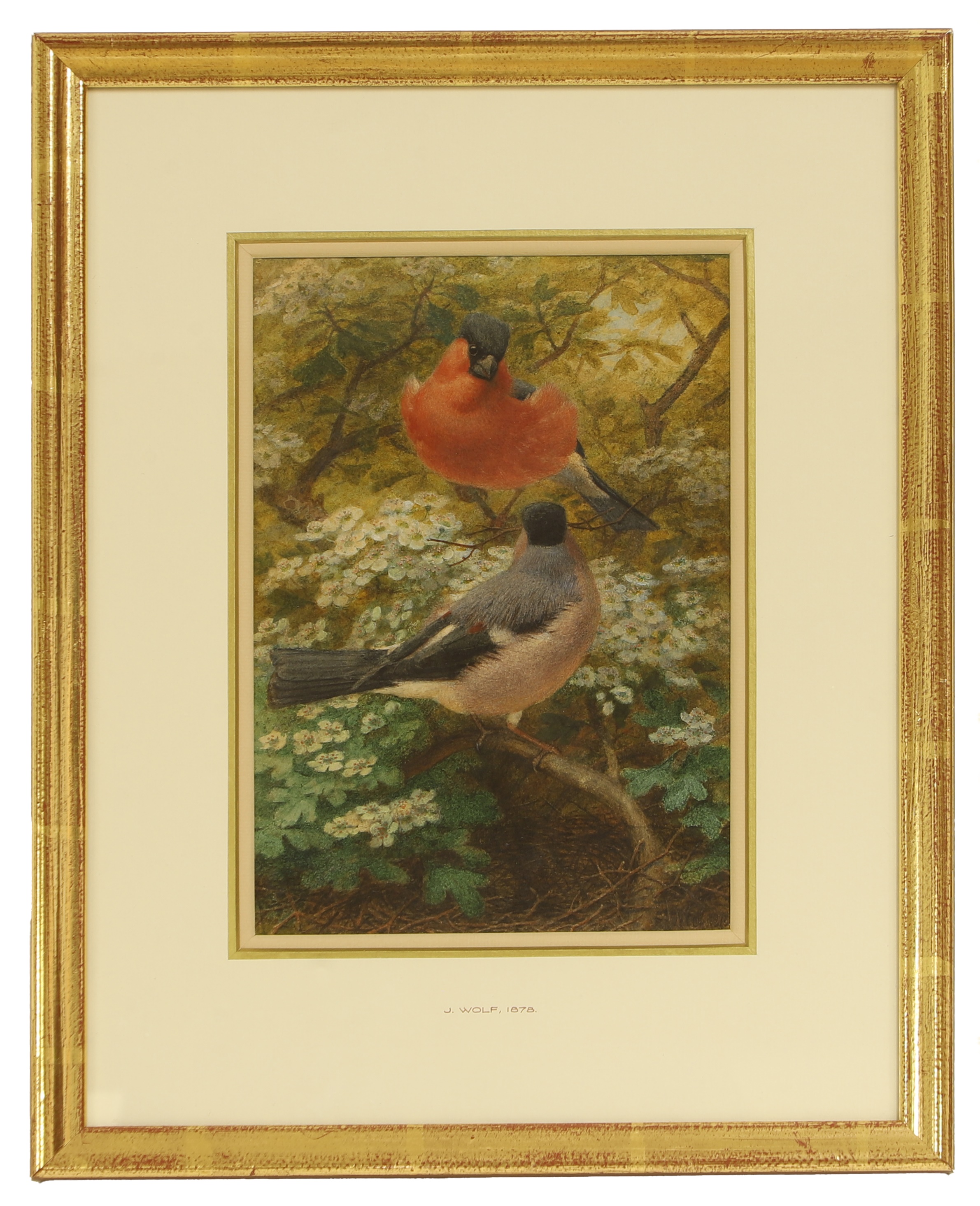 Lot 281 - Joseph Wolf (German-British, 1820-1899)